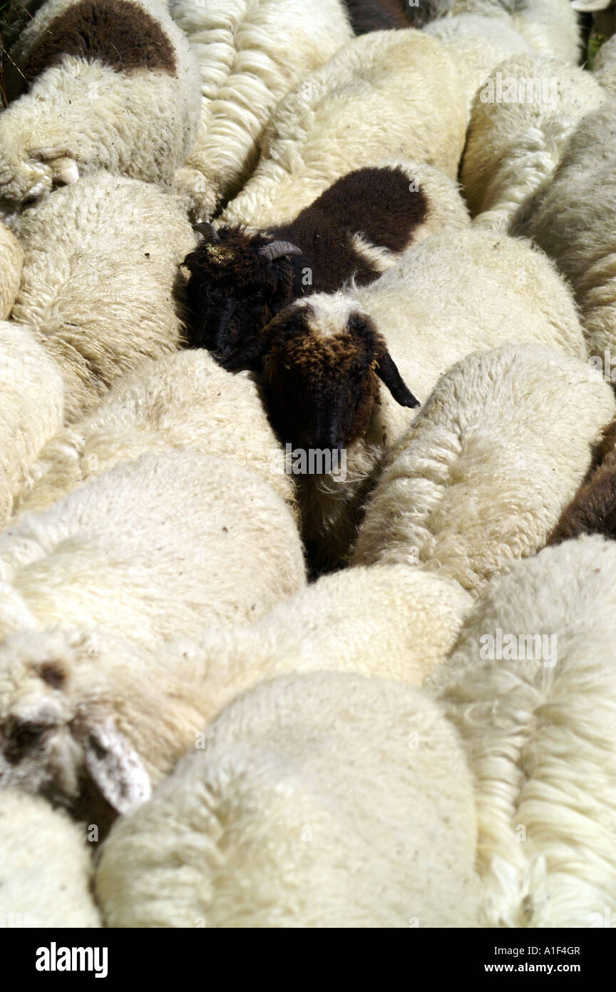Sheep cramped together Stock Photo - Alamy