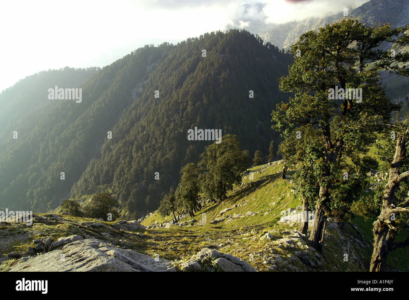 Alpine meadows, forests hills and peaks around Laqa Got in Dhauladhar ...