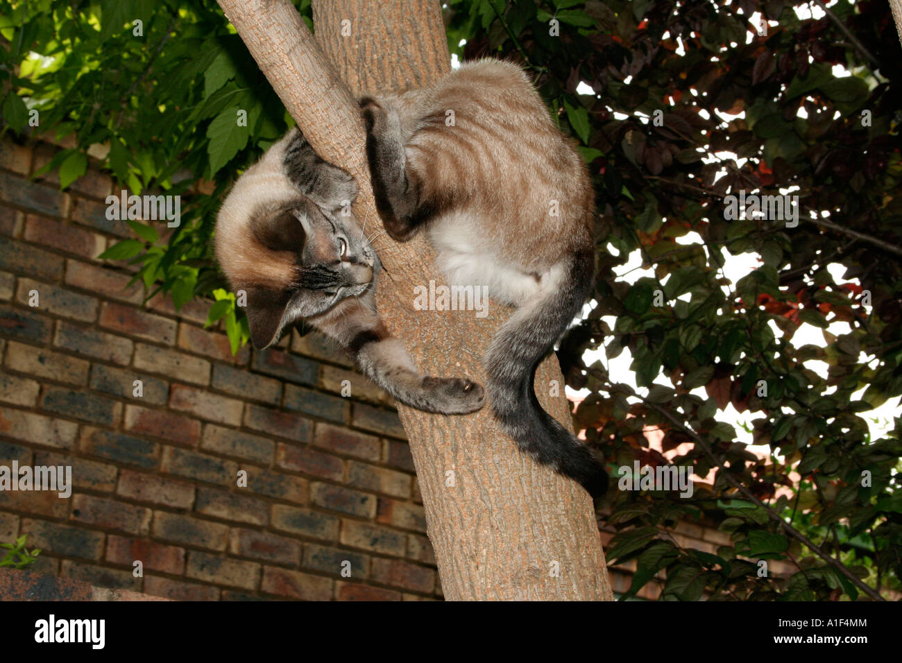Cat in tree Stock Photo - Alamy