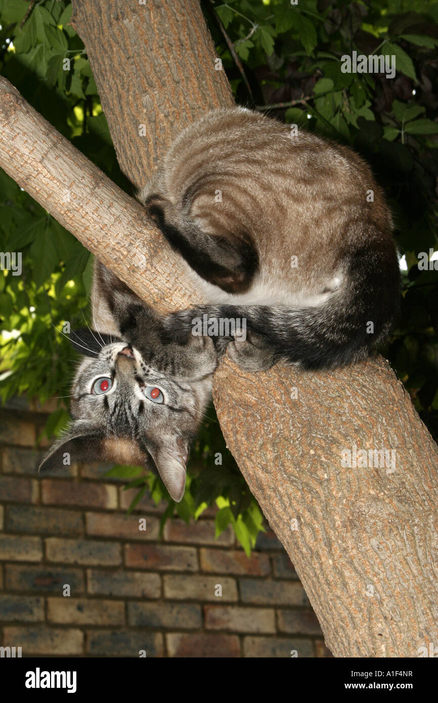 Cat in tree Stock Photo - Alamy