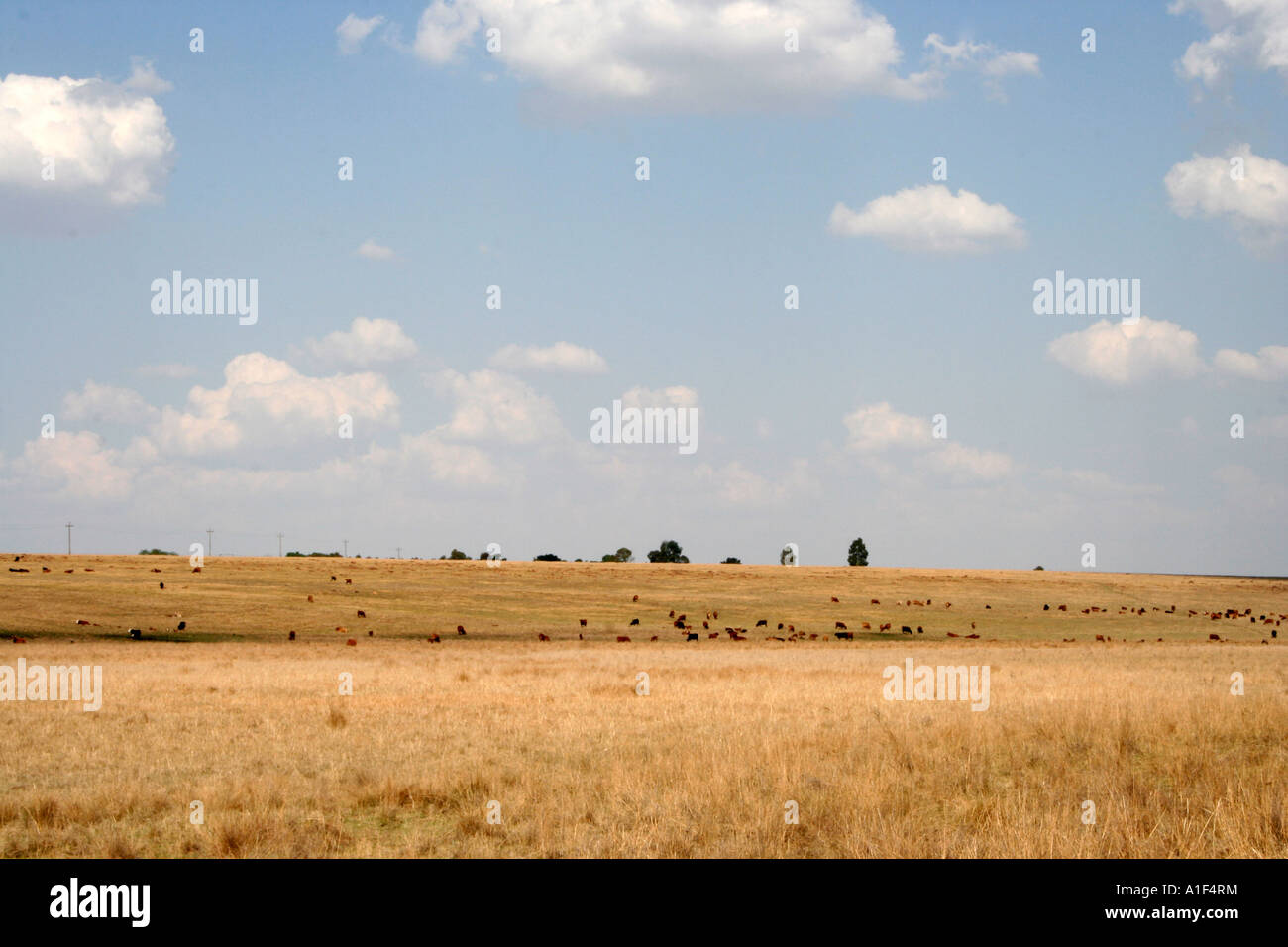 Dry grassy landscape Stock Photo - Alamy