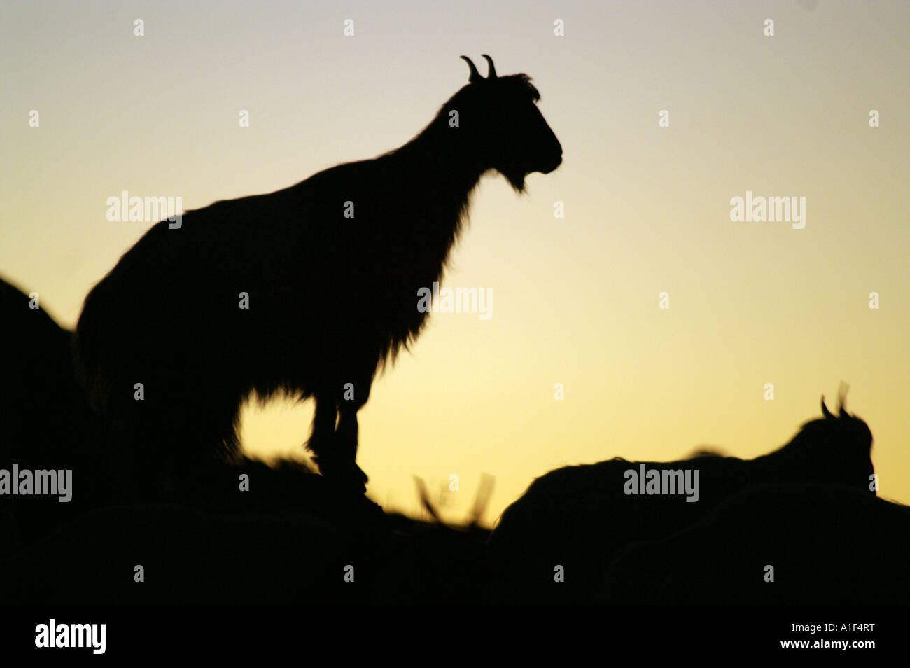 Goat silhouettes over evening sky, group Stock Photo - Alamy
