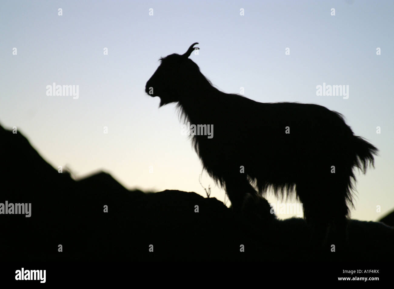 One goat silhouette over evening sky, on rock Stock Photo - Alamy
