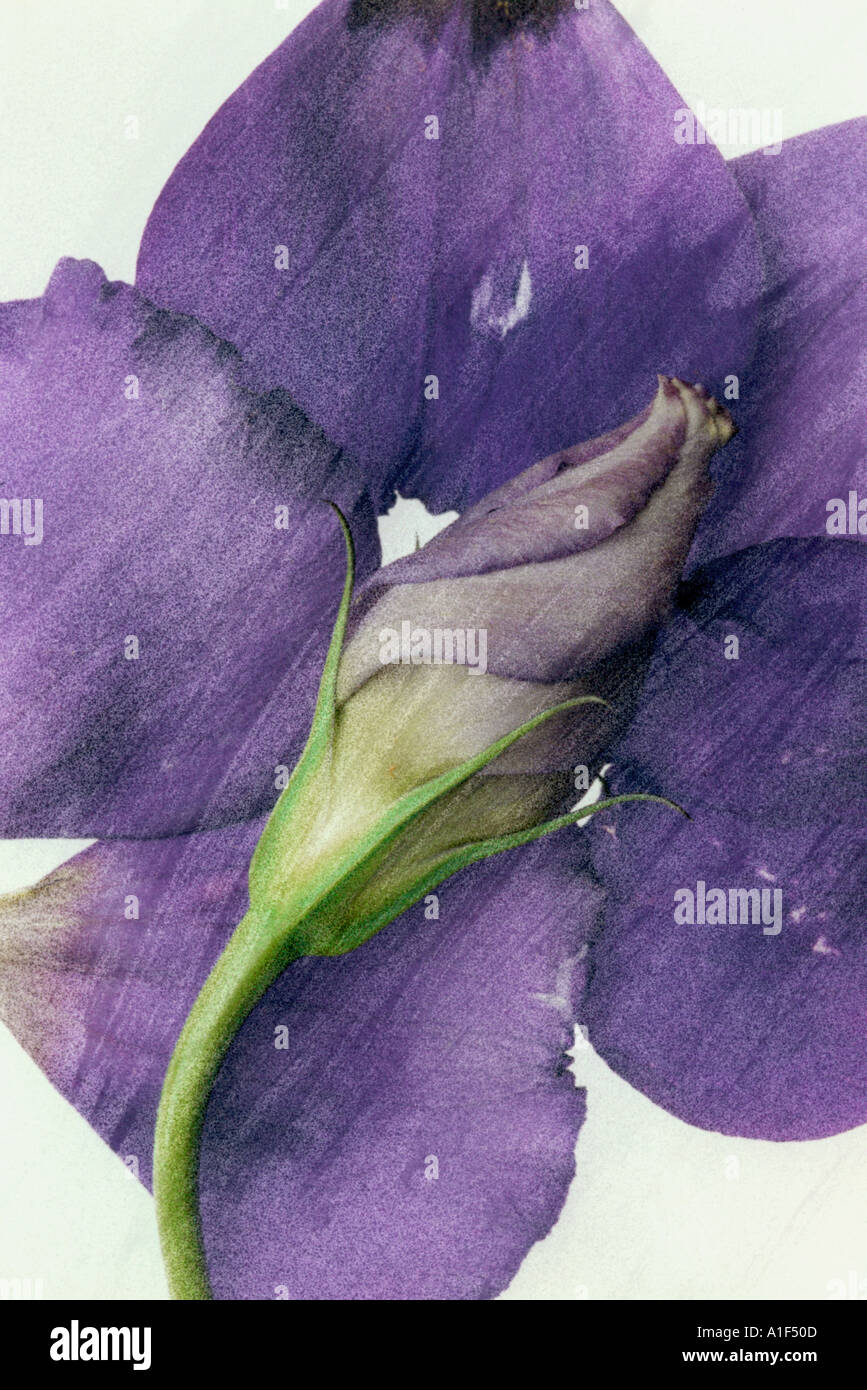 Purple prairie gentian Stock Photo - Alamy