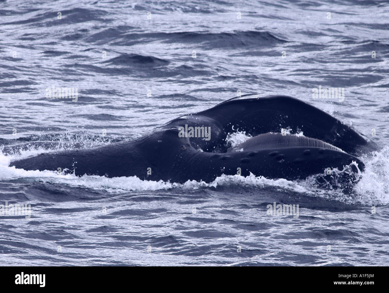 Wildlife global warming alaska usa hi-res stock photography and images ...