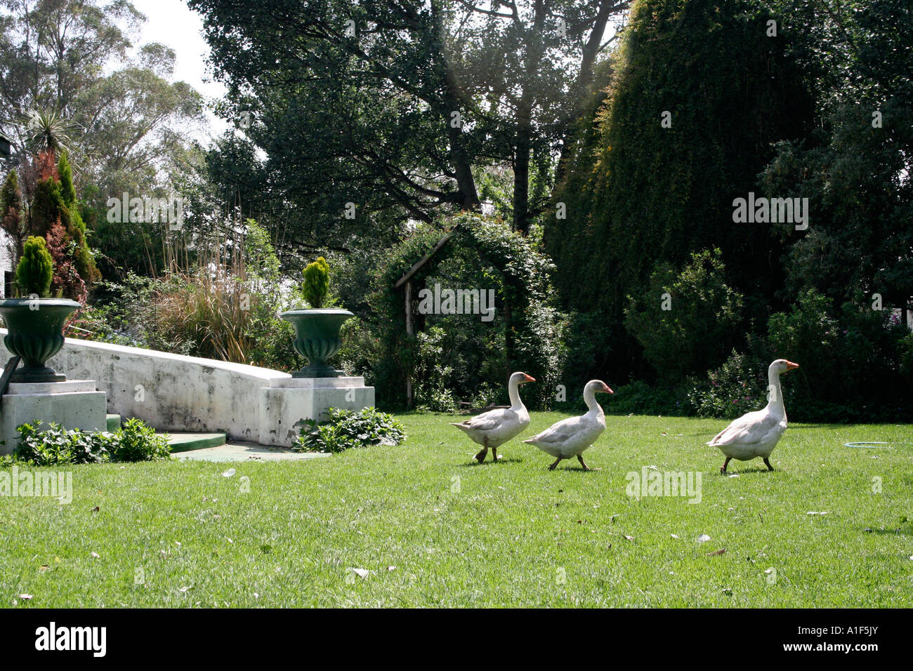 The secret garden birdbath hi-res stock photography and images - Alamy