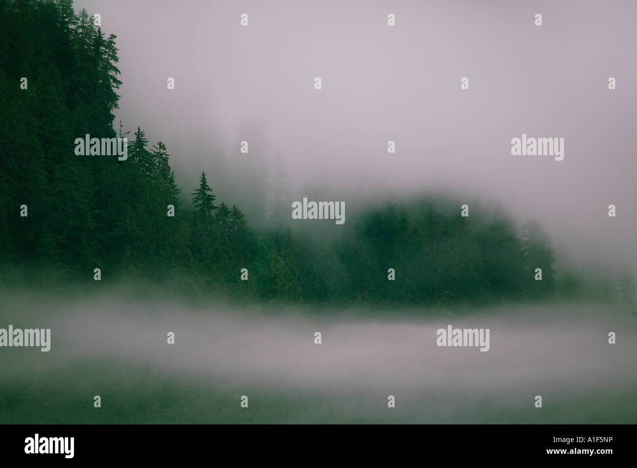 Foggy forest near Juneau, Alaska, USA Stock Photo - Alamy
