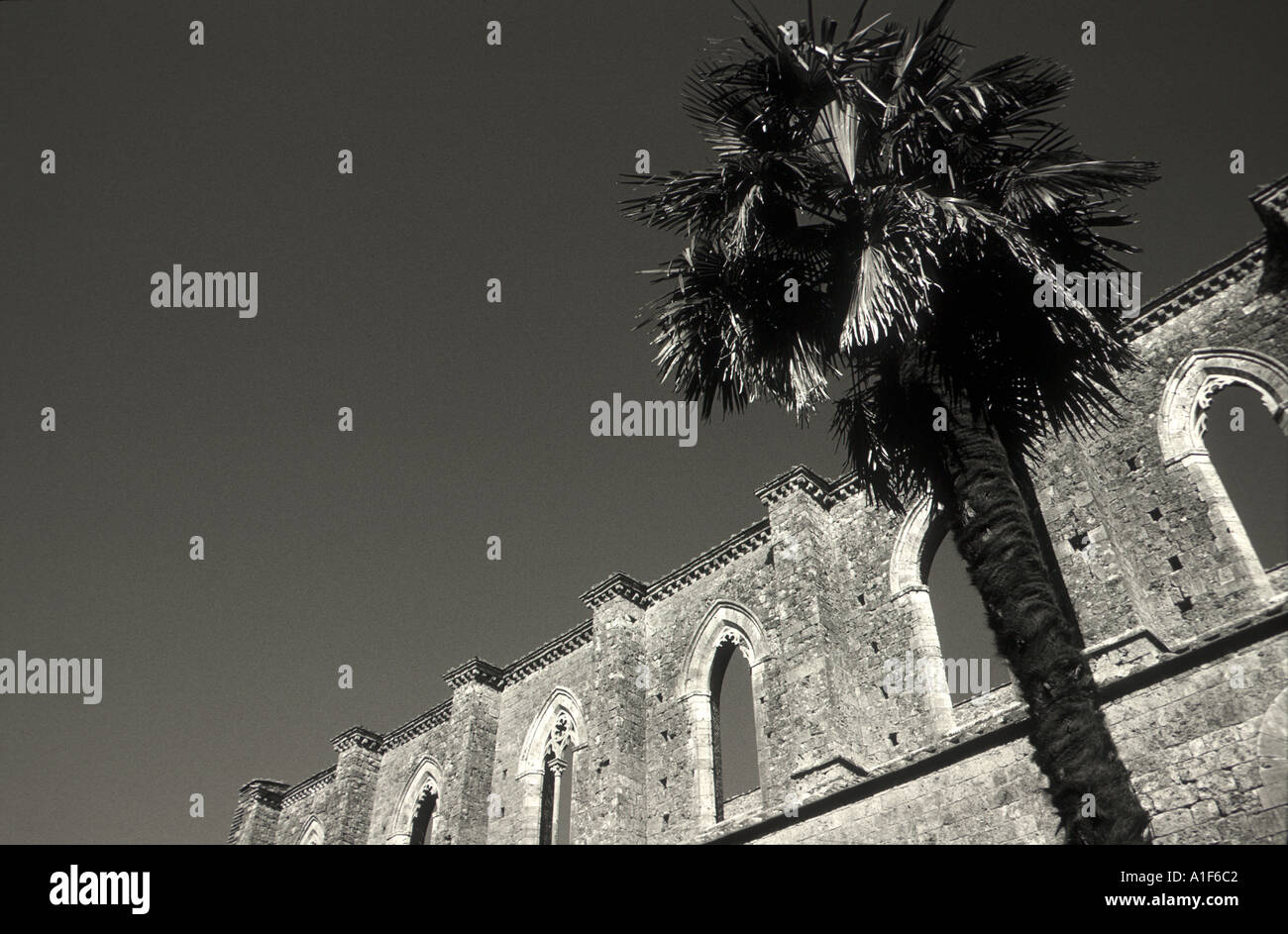 Palm tree at abbey of San Galgano, Tuscany Italy Stock Photo - Alamy
