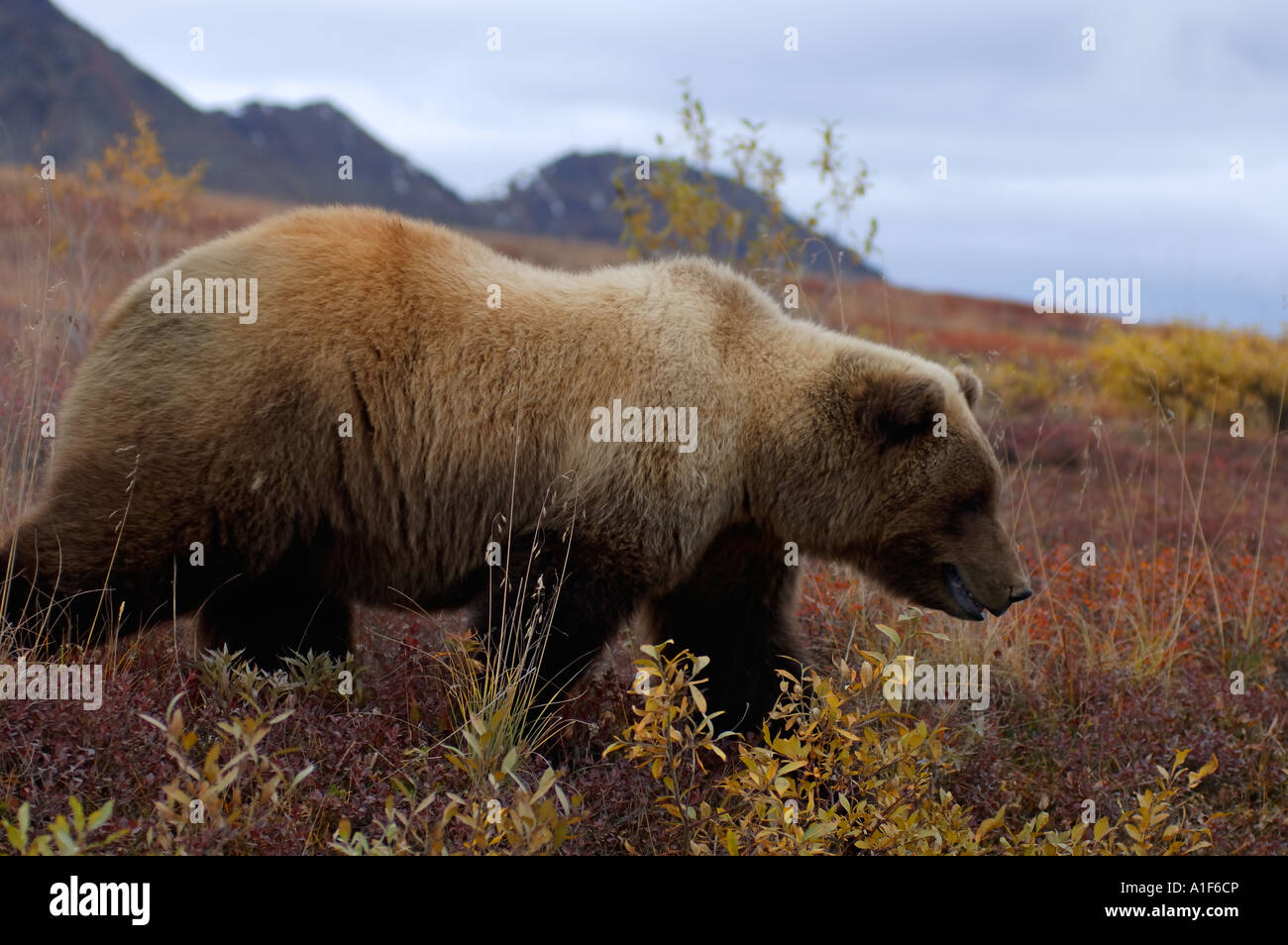 brown bear Ursus arctos grizzly bear Ursus horribils walking in fall ...