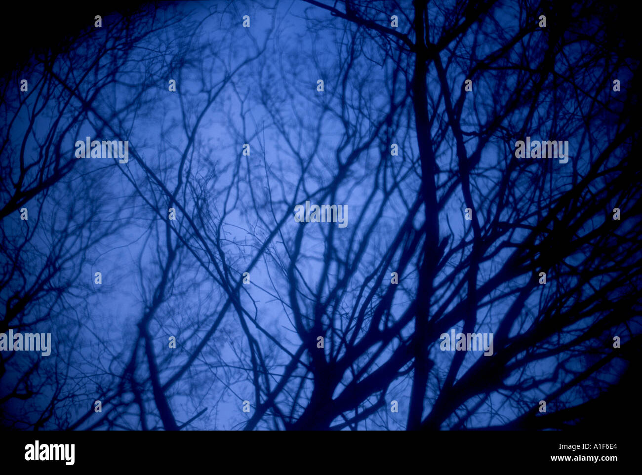 Blue tree limbs in winter breeze Stock Photo - Alamy