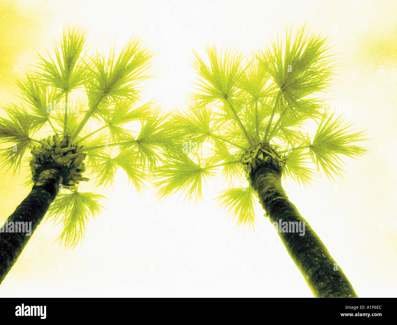 Two crossed trees hi-res stock photography and images - Alamy