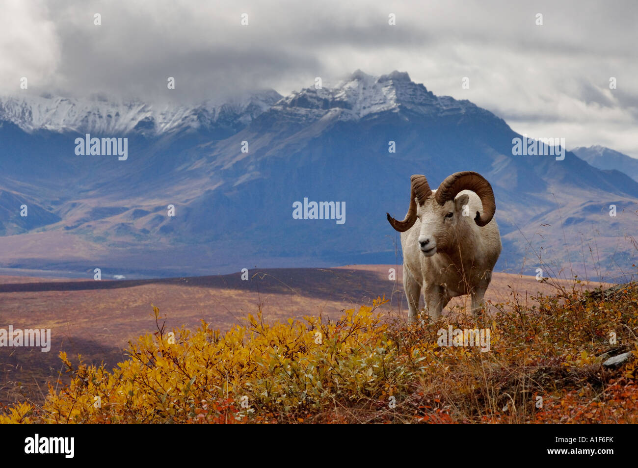 dall sheep Ovis dalli ram resting on a hillside during fall colors ...