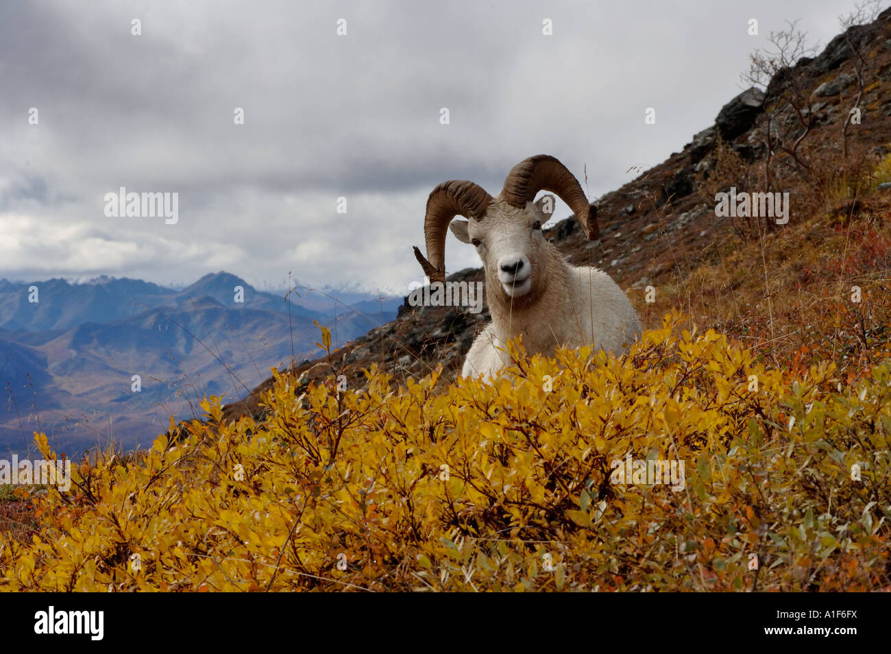 dall sheep Ovis dalli ram resting on a hillside during fall colors ...