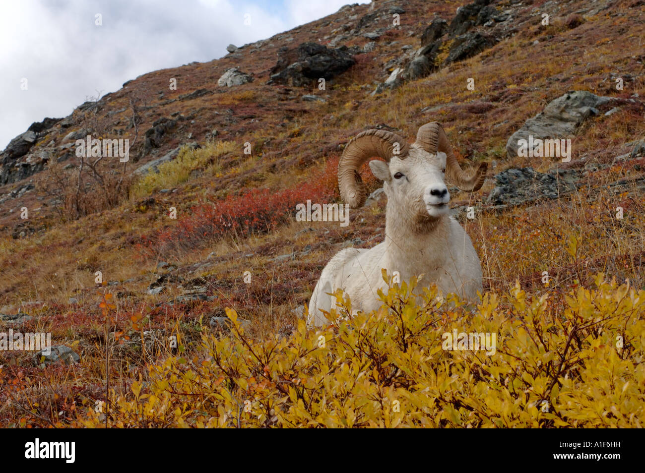 dall sheep Ovis dalli ram resting on a hillside during fall colors ...