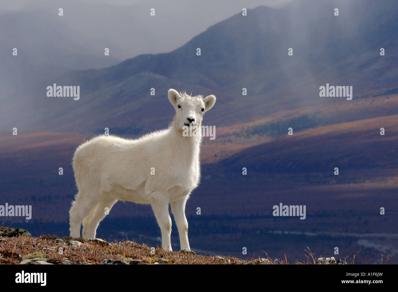 dall sheep Ovis dalli lamb on a hillside during fall colors Mount ...