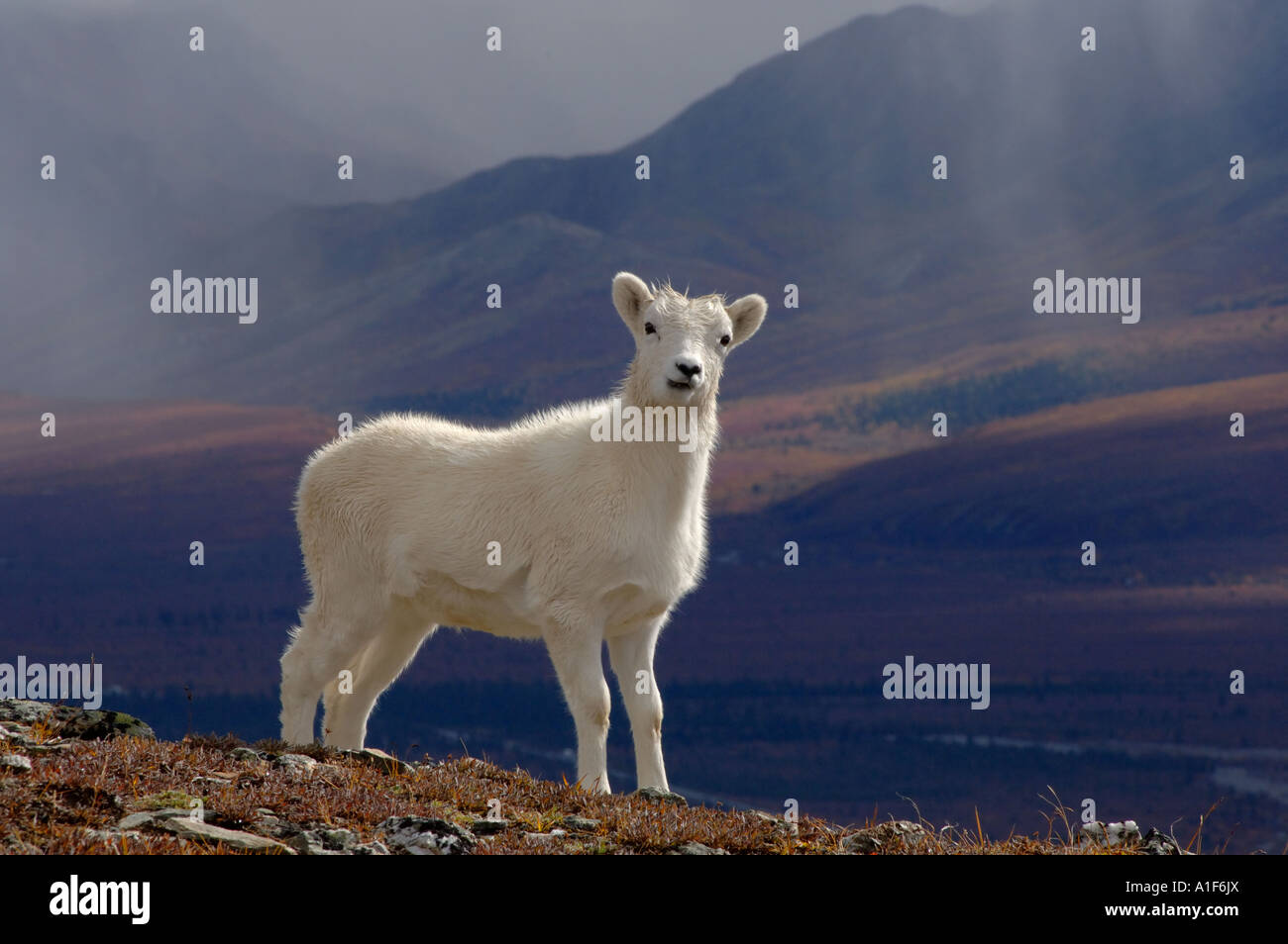 Dall colors hi-res stock photography and images - Alamy