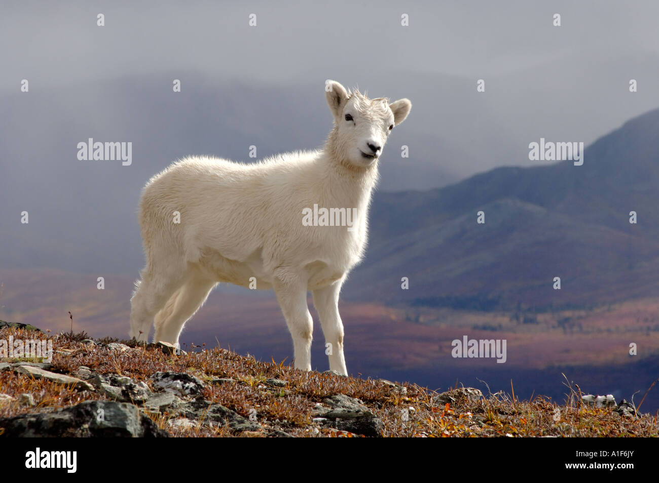 dall sheep Ovis dalli lamb on a hillside during fall colors Mount ...