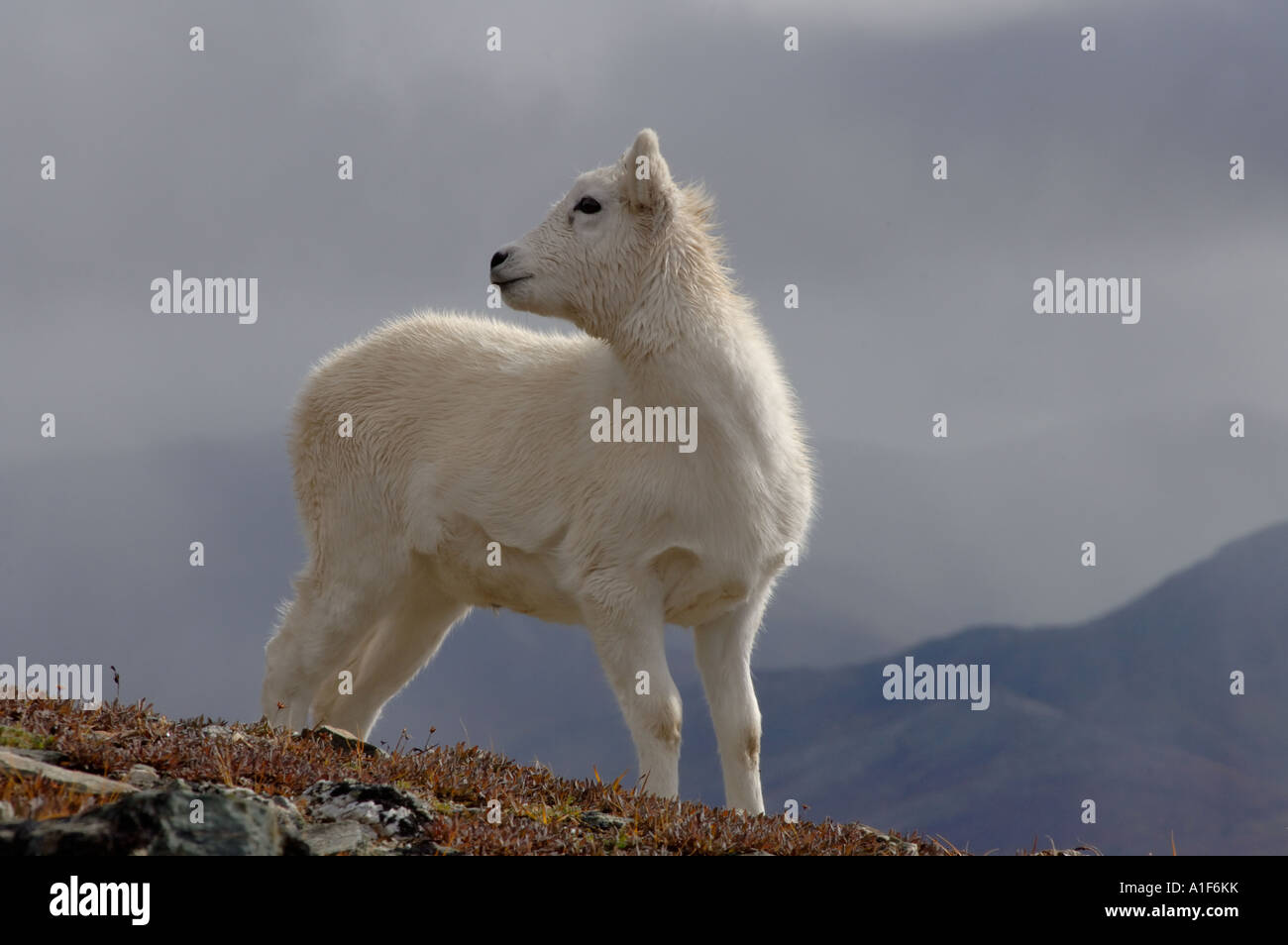 dall sheep Ovis dalli lamb on a hillside during fall colors Mount ...