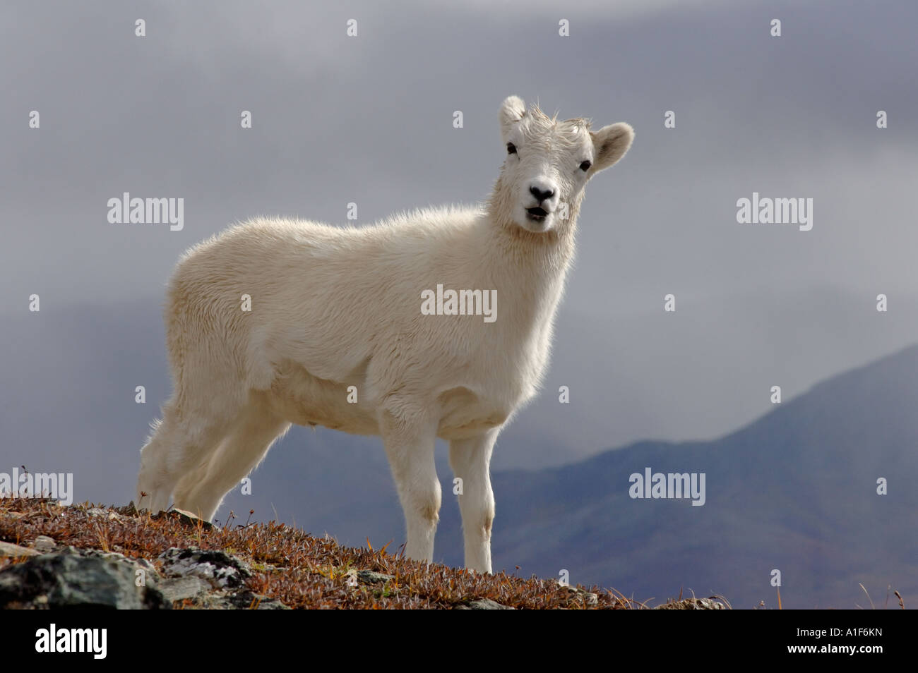 dall sheep Ovis dalli lamb on a hillside during fall colors Mount ...
