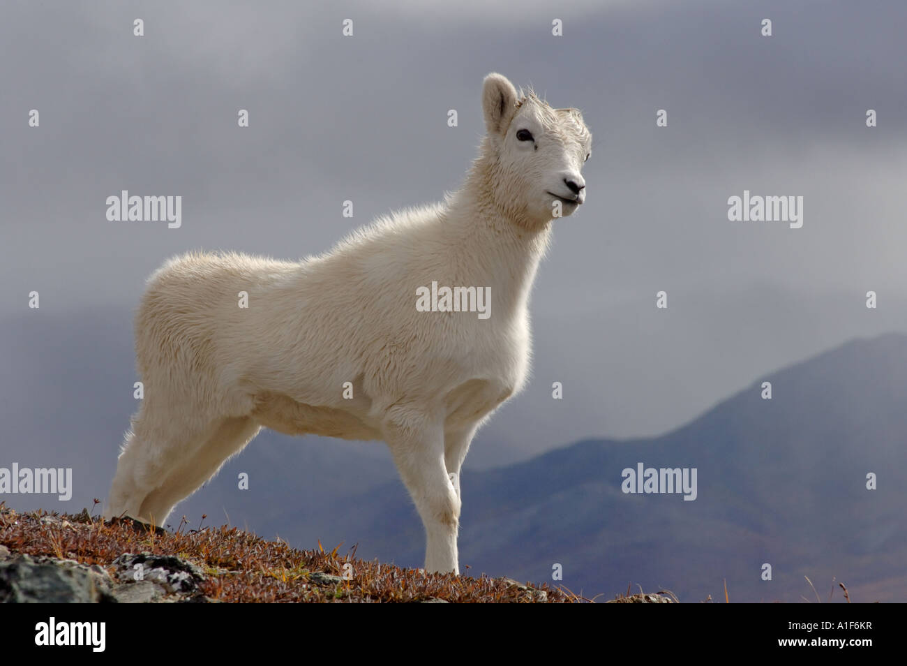 dall sheep Ovis dalli lamb on a hillside during fall colors Mount ...