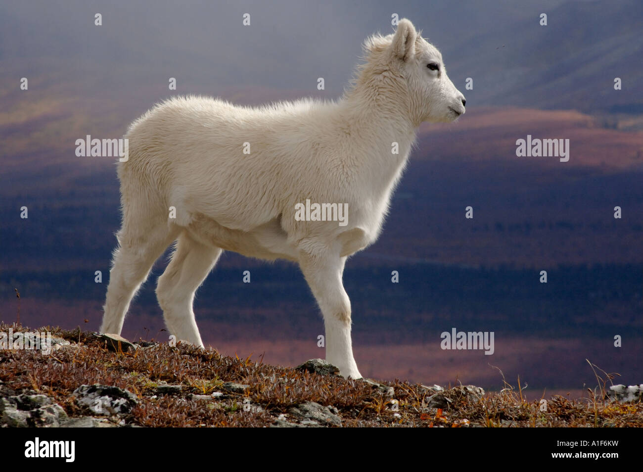 Dall colors hi-res stock photography and images - Alamy