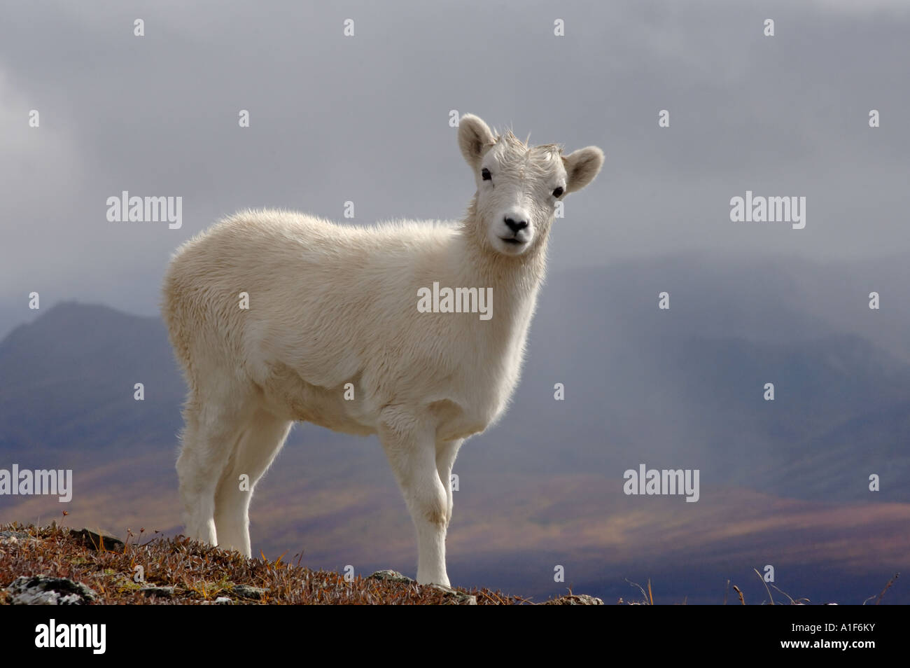 dall sheep Ovis dalli lamb on a hillside during fall colors Mount ...
