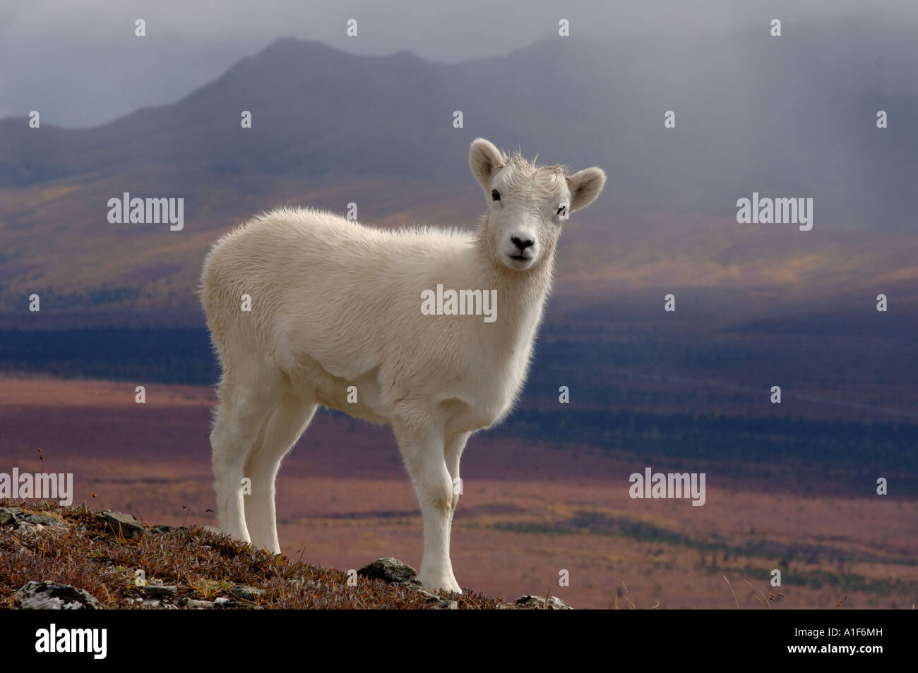 dall sheep Ovis dalli lamb on a hillside during fall colors Mount ...