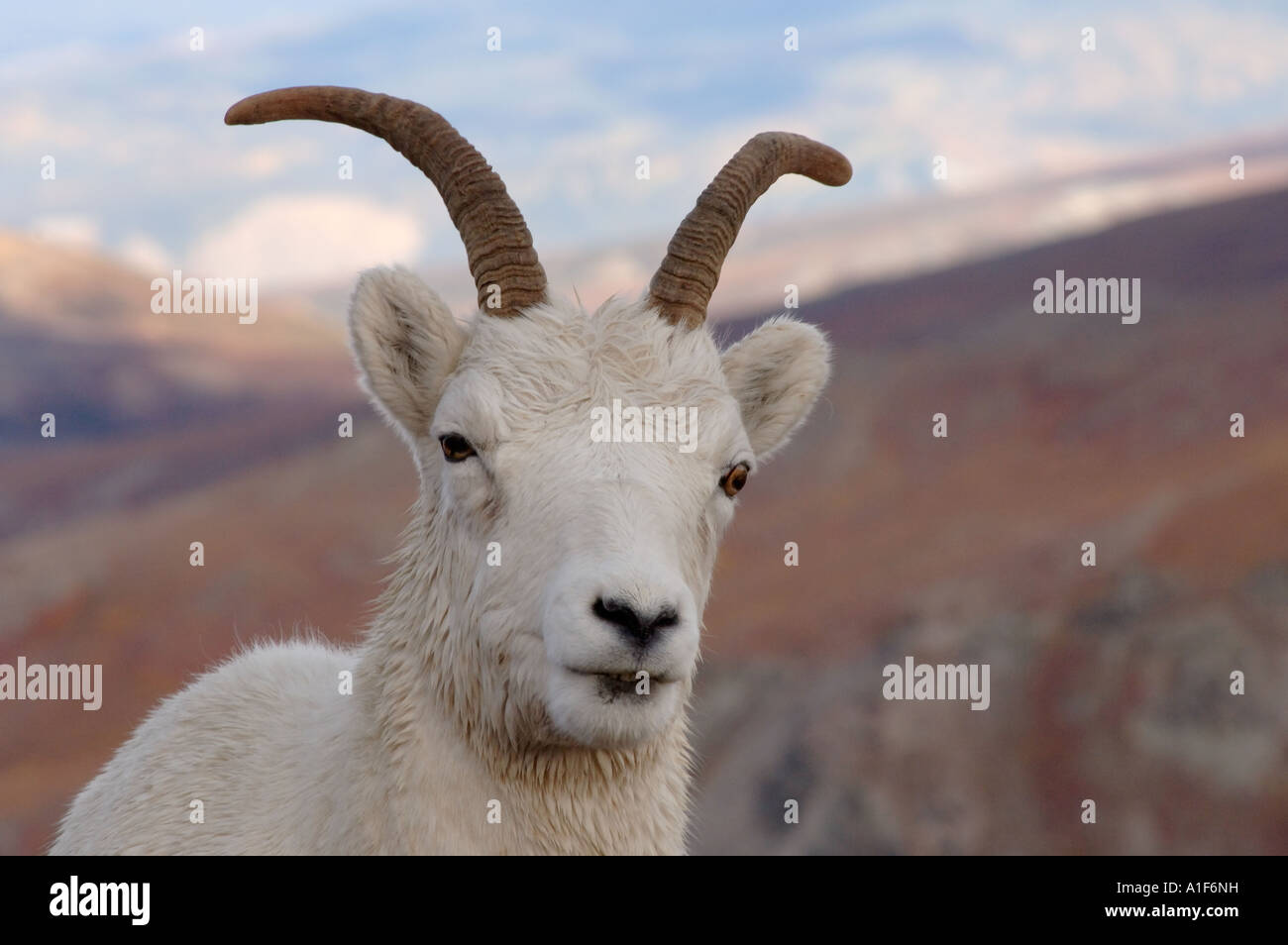 Margaret dall hi-res stock photography and images - Alamy