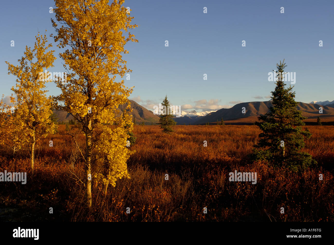 landscape of fall colors in Denali National Park interior of Alaska ...