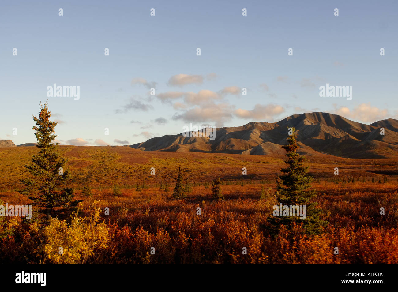 landscape of fall colors in Denali National Park interior of Alaska ...