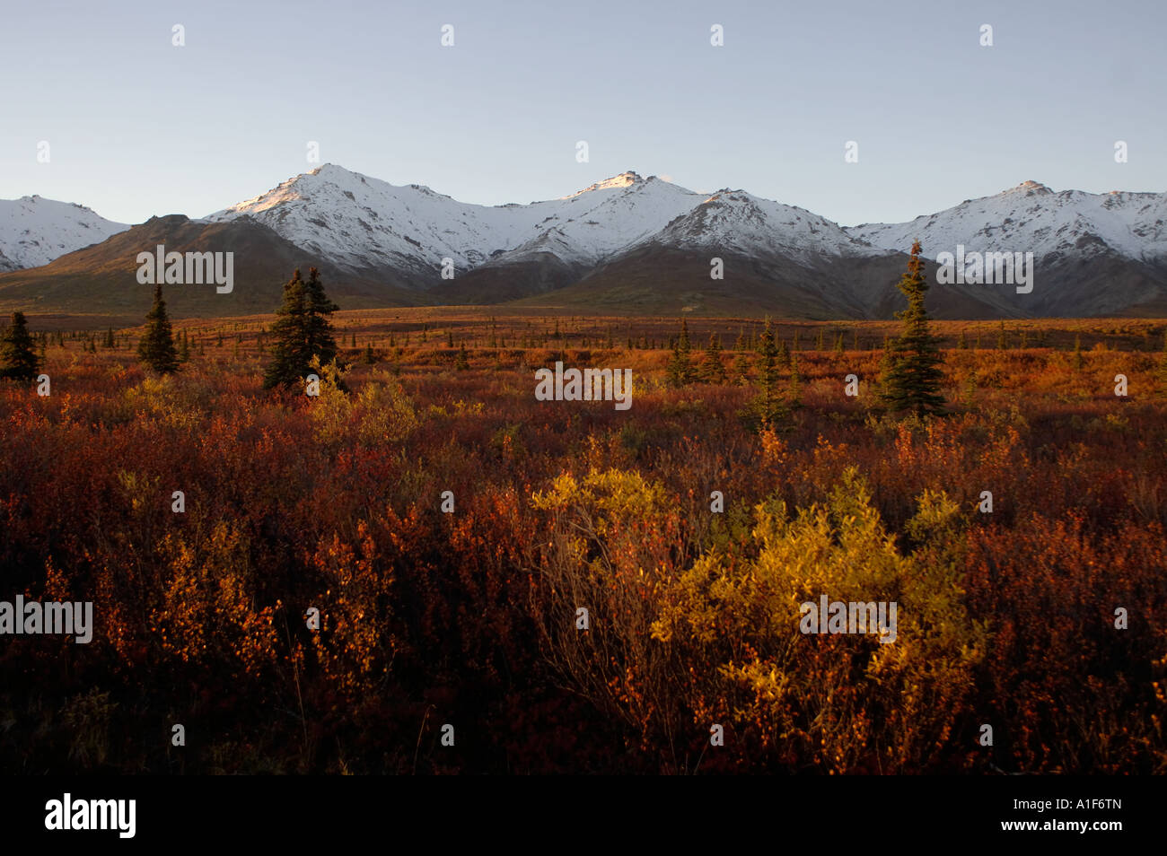 landscape of fall colors in Denali National Park interior of Alaska ...