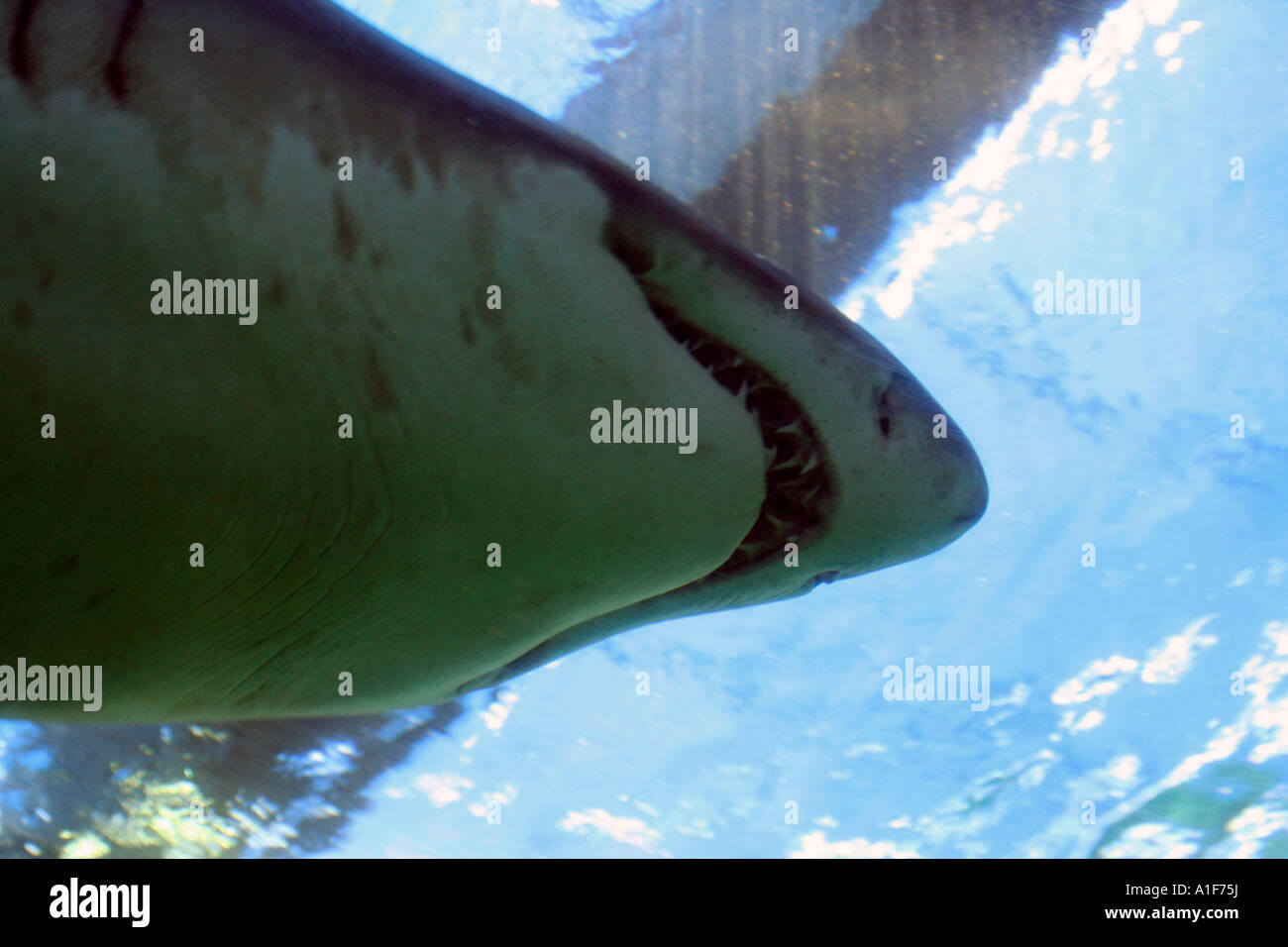 Bull shark close up teeth hi-res stock photography and images - Alamy