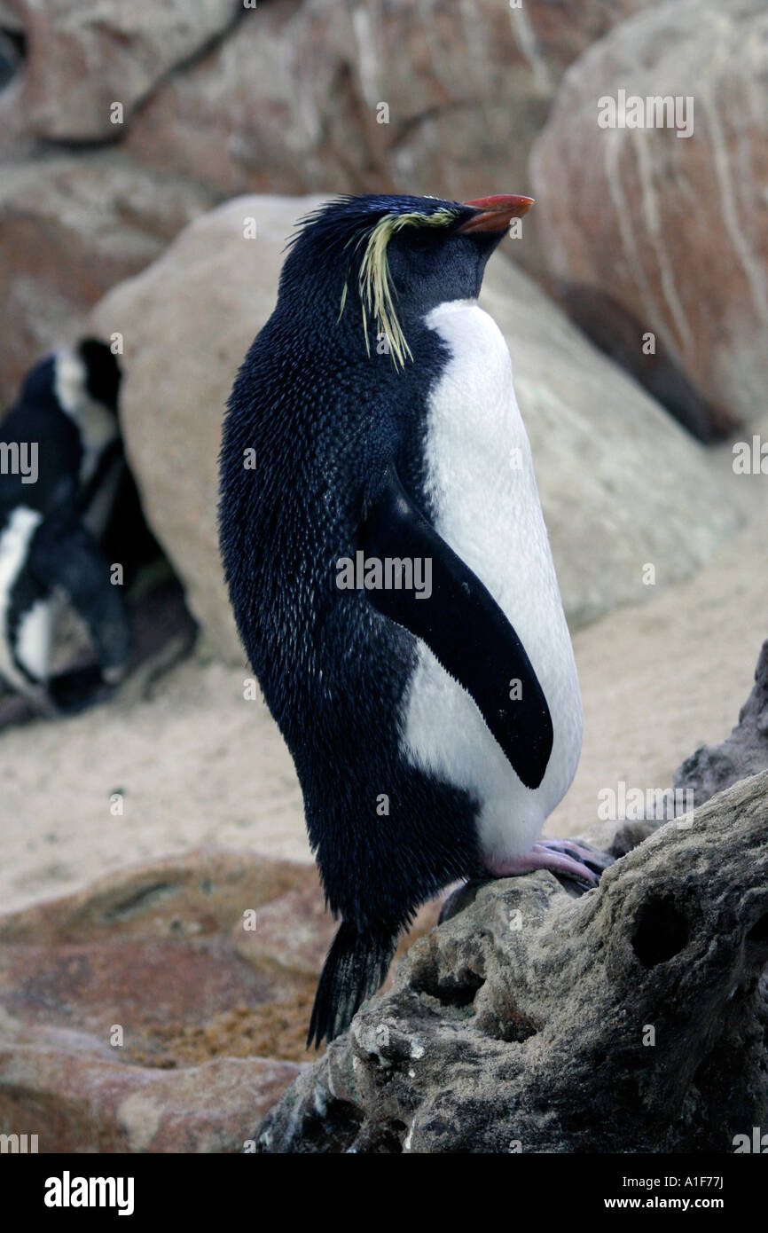 Western rockhopper penguin hi-res stock photography and images - Alamy