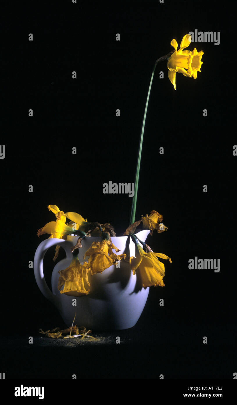 Dying daffodils hi-res stock photography and images - Alamy