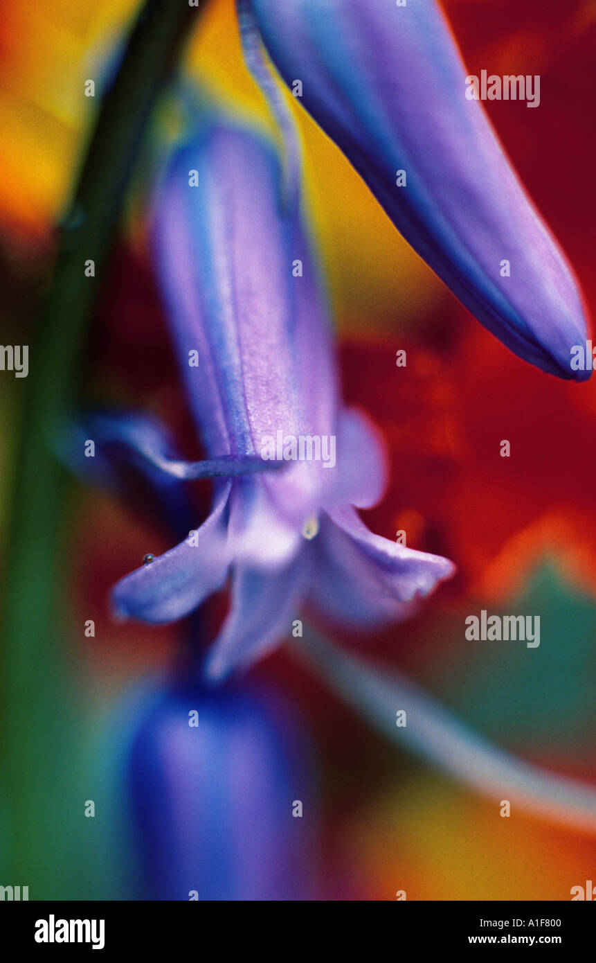 Bluebell flower buds hi-res stock photography and images - Alamy