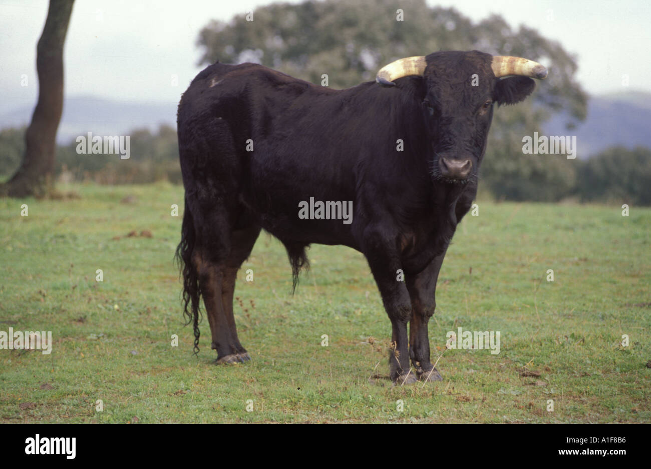 Bull field andalucia spain hi-res stock photography and images - Alamy