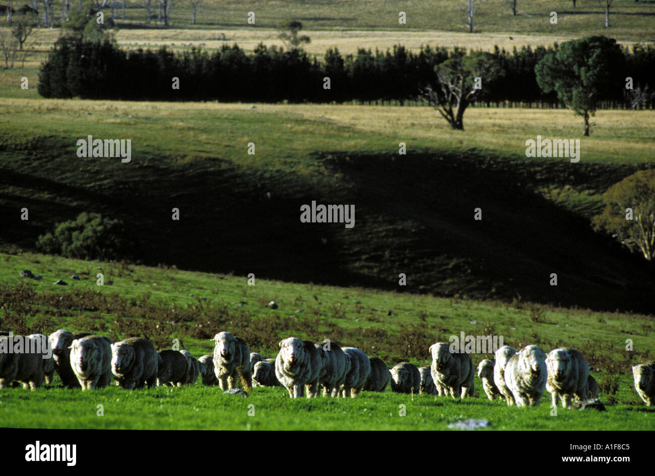 Australia new south wales sheep farm hi-res stock photography and ...
