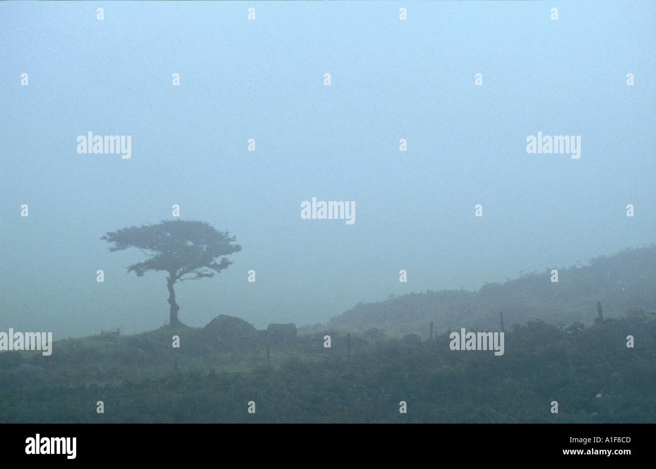 one tree isolated in the mist Stock Photo - Alamy