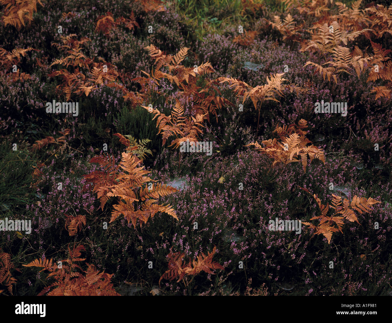 Swedish fern hi-res stock photography and images - Alamy