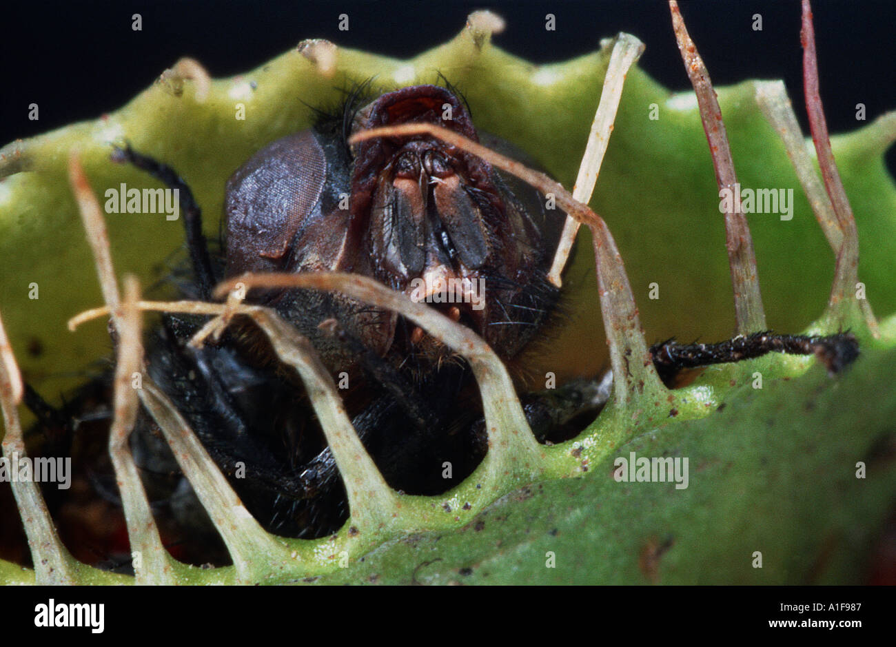 venus venusfliegenfalle venus flytrap DIONAEA Muscipula USA Carolina ...