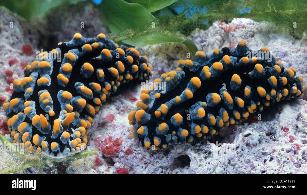 Phyllidia NUDIBRANCH two SEA SLUG SLUGS Seaslug water snail meeres ...