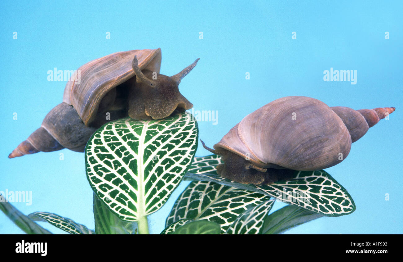 water snail slug waterplant Stock Photo - Alamy