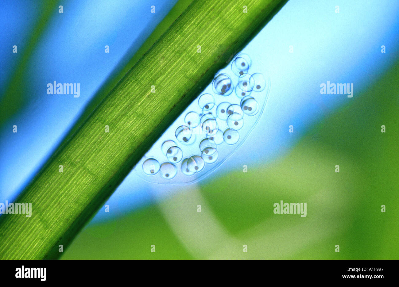 Snail eggs aquarium hi-res stock photography and images - Alamy