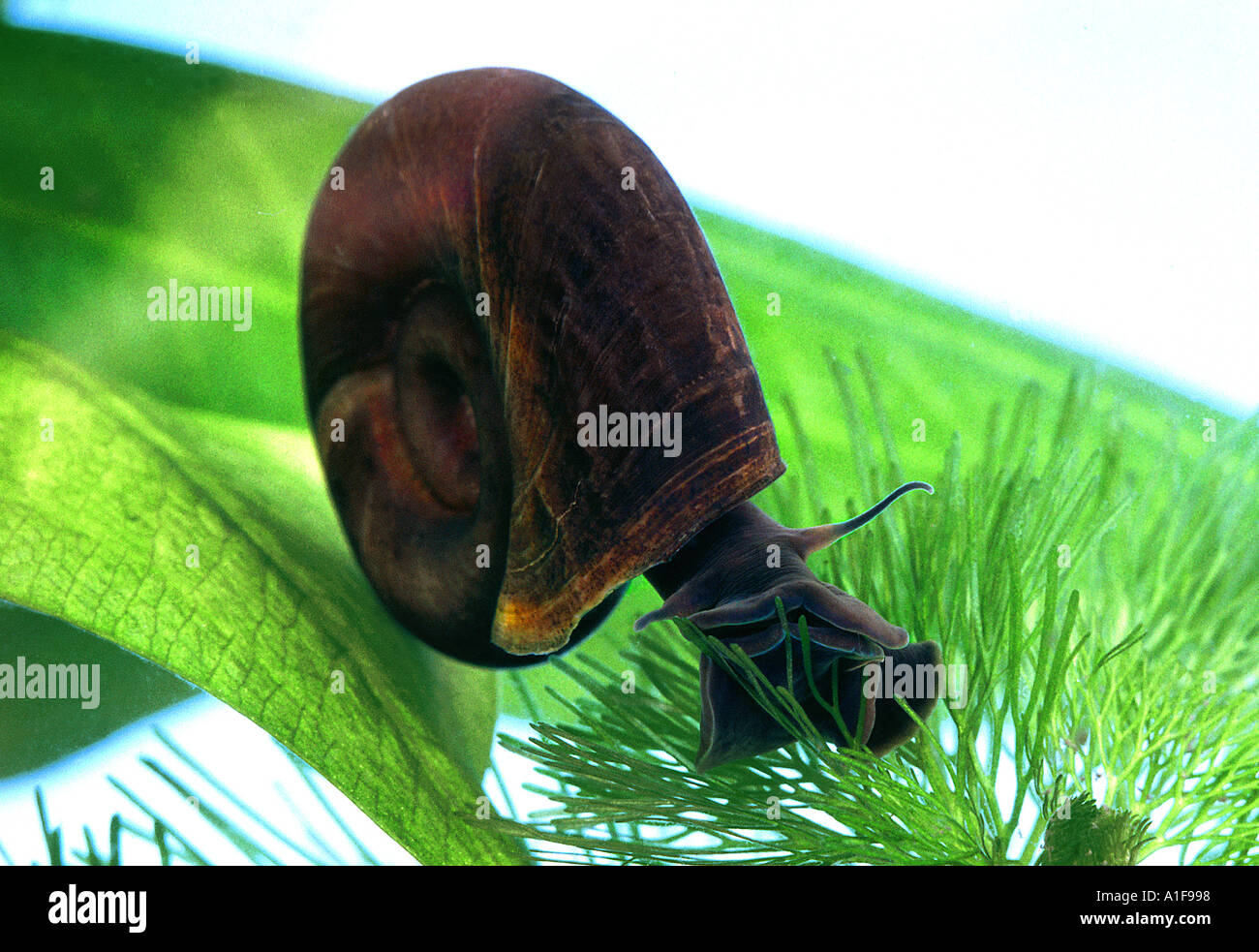 water snail slug waterplant Stock Photo - Alamy