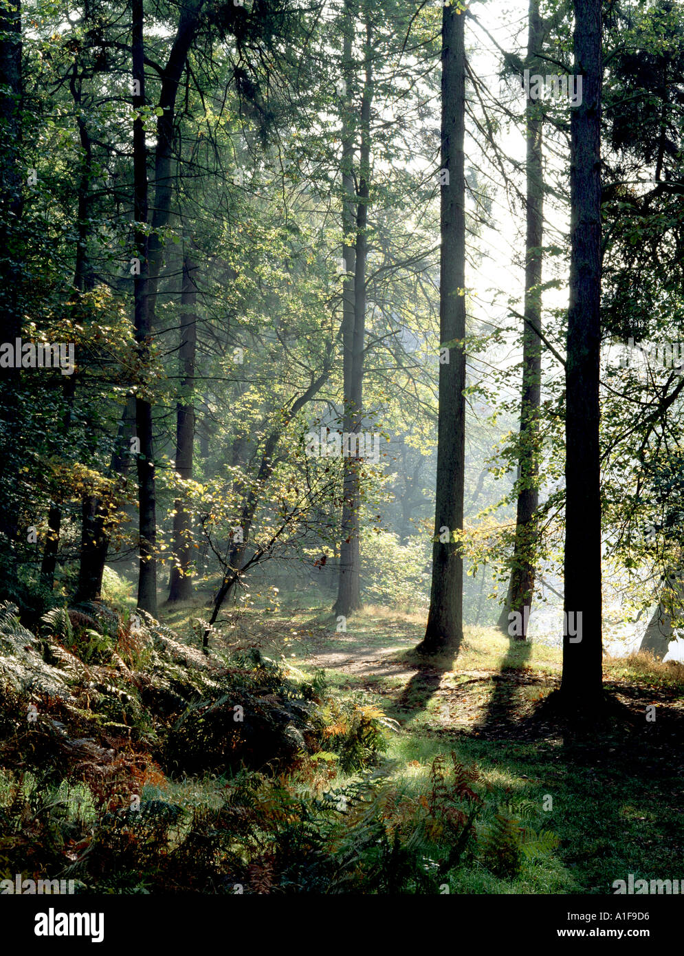 view of woodland path along the River Derwent Peak District in the Hope ...