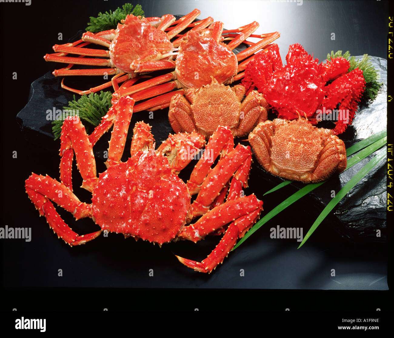 Horsehair crab hi-res stock photography and images - Alamy