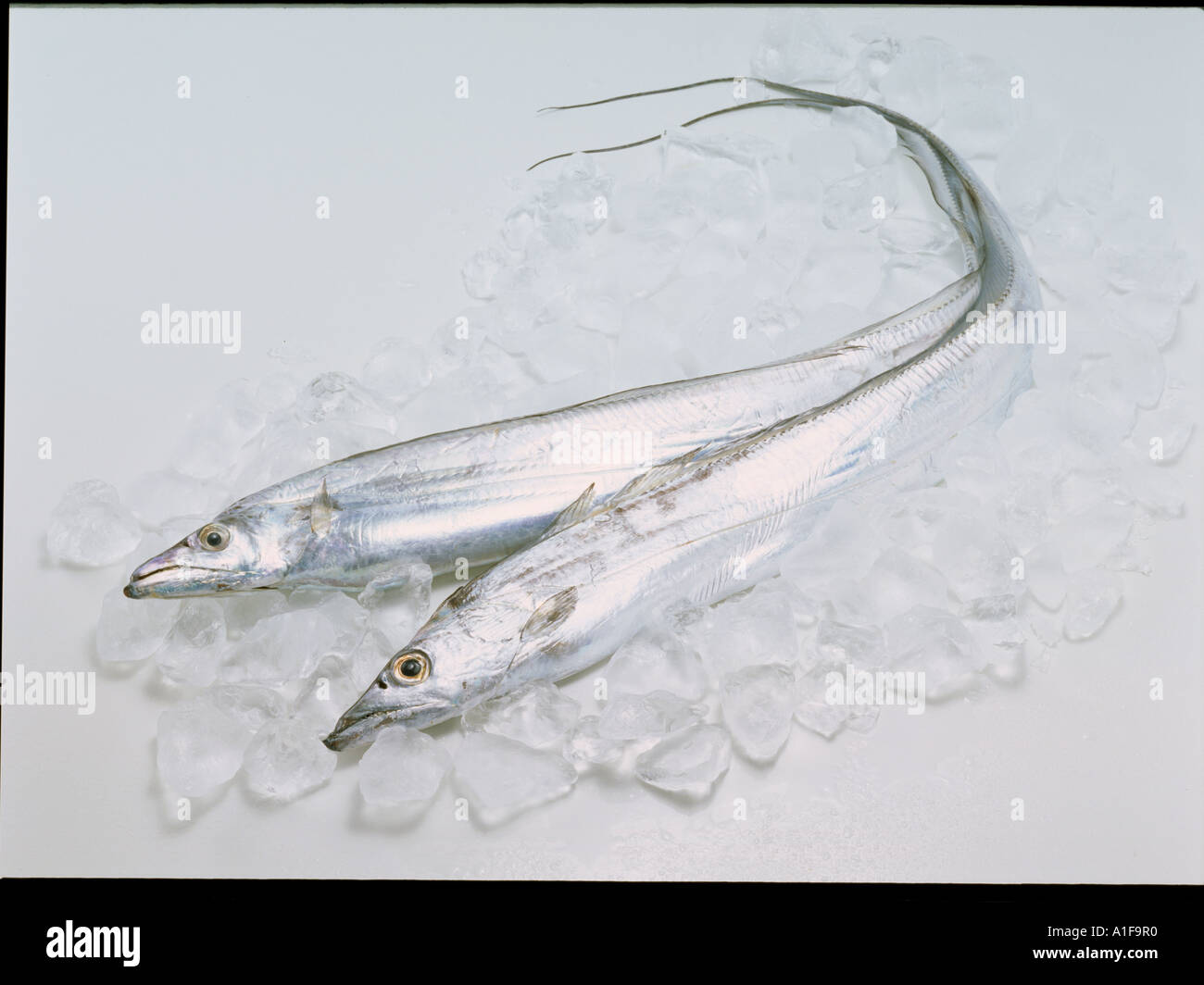 Cutlass fish hi-res stock photography and images - Alamy