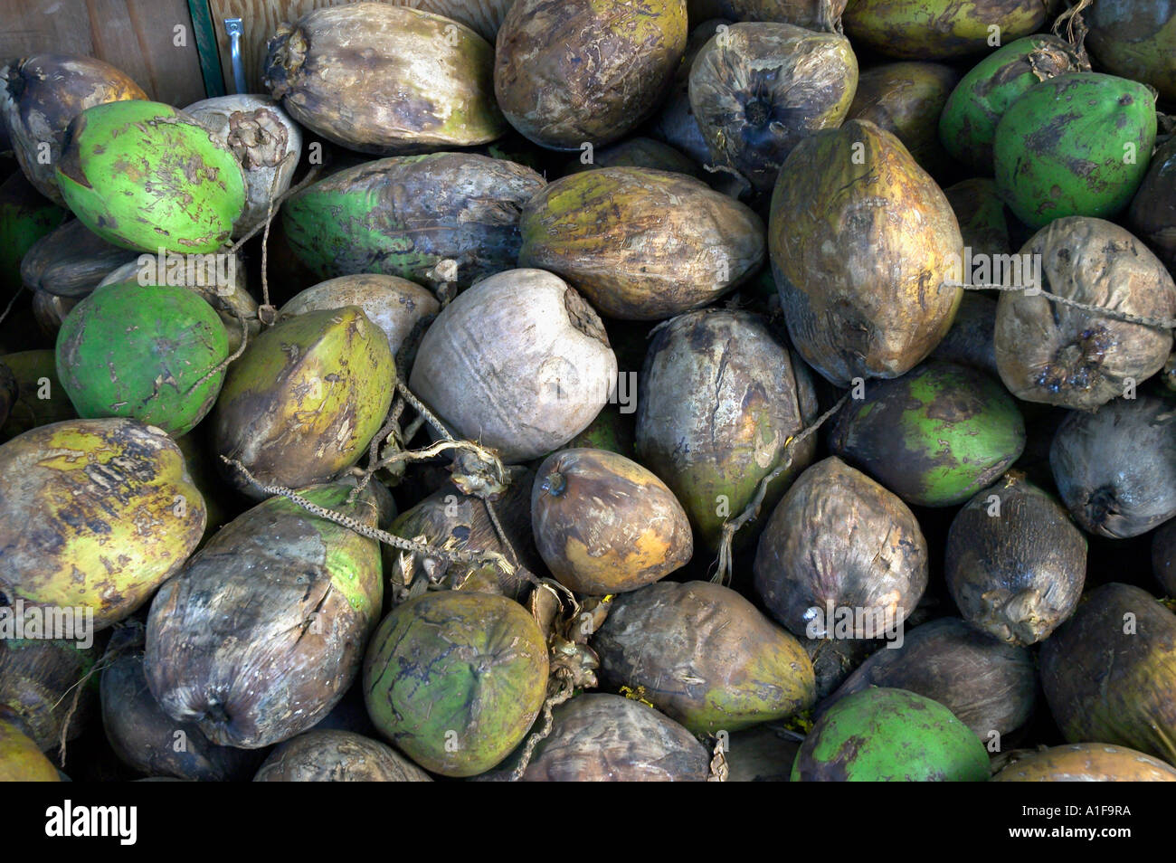 Cocnuts hi-res stock photography and images - Alamy