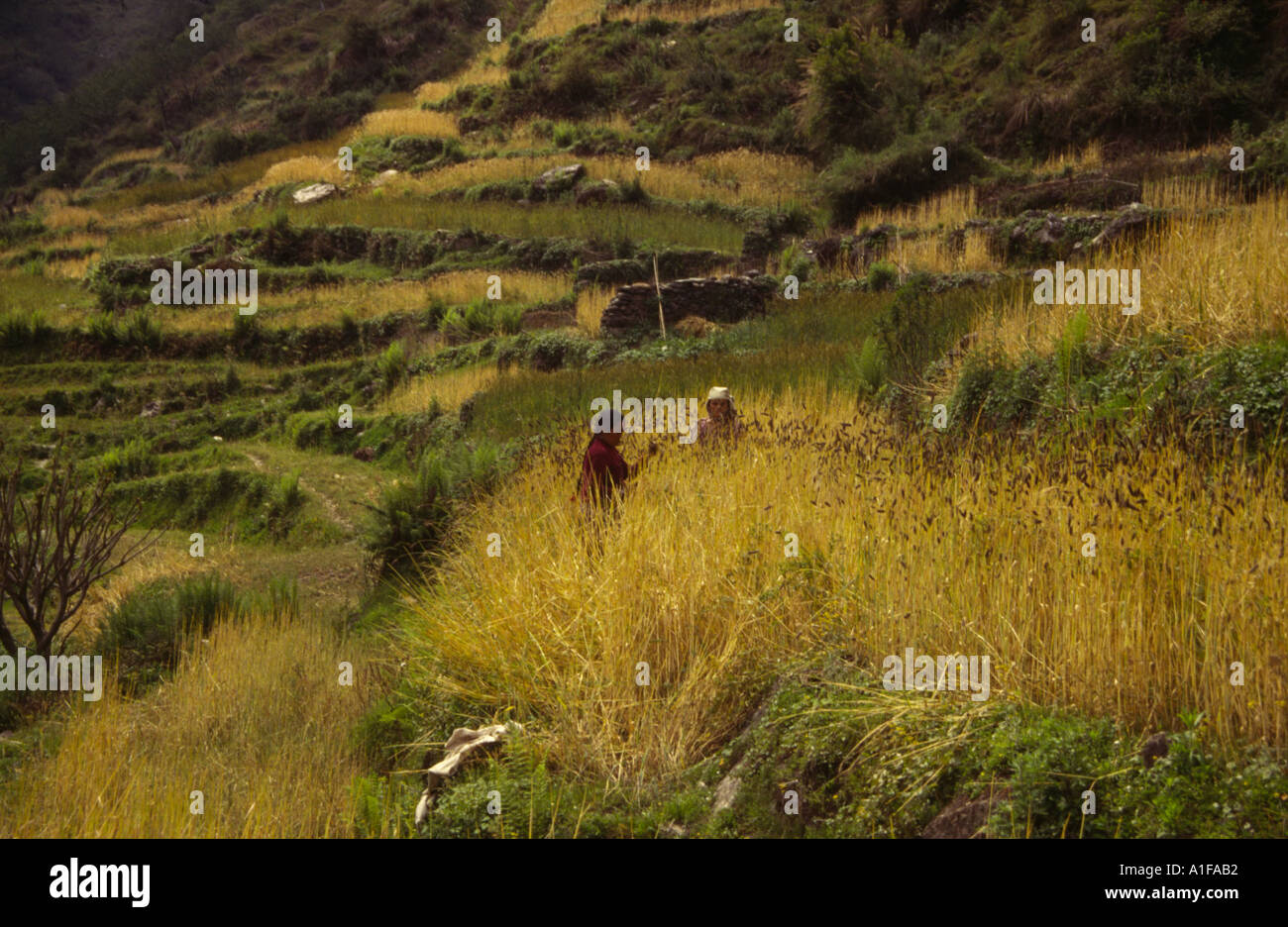 Chomrong village hi-res stock photography and images - Alamy
