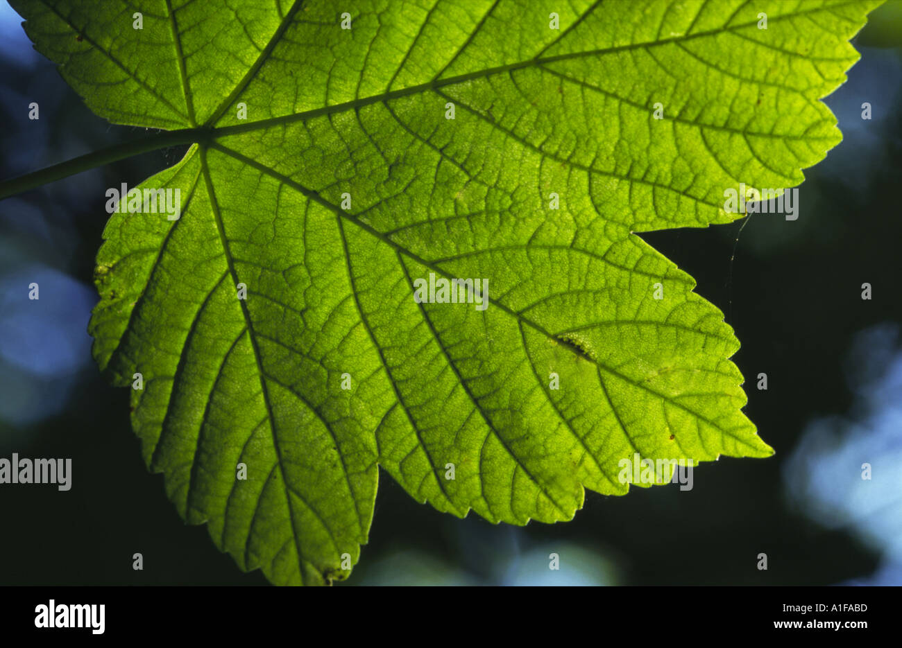 Detail of single Sycamore, Acer pseudoplatanus, leaf showing network of ...